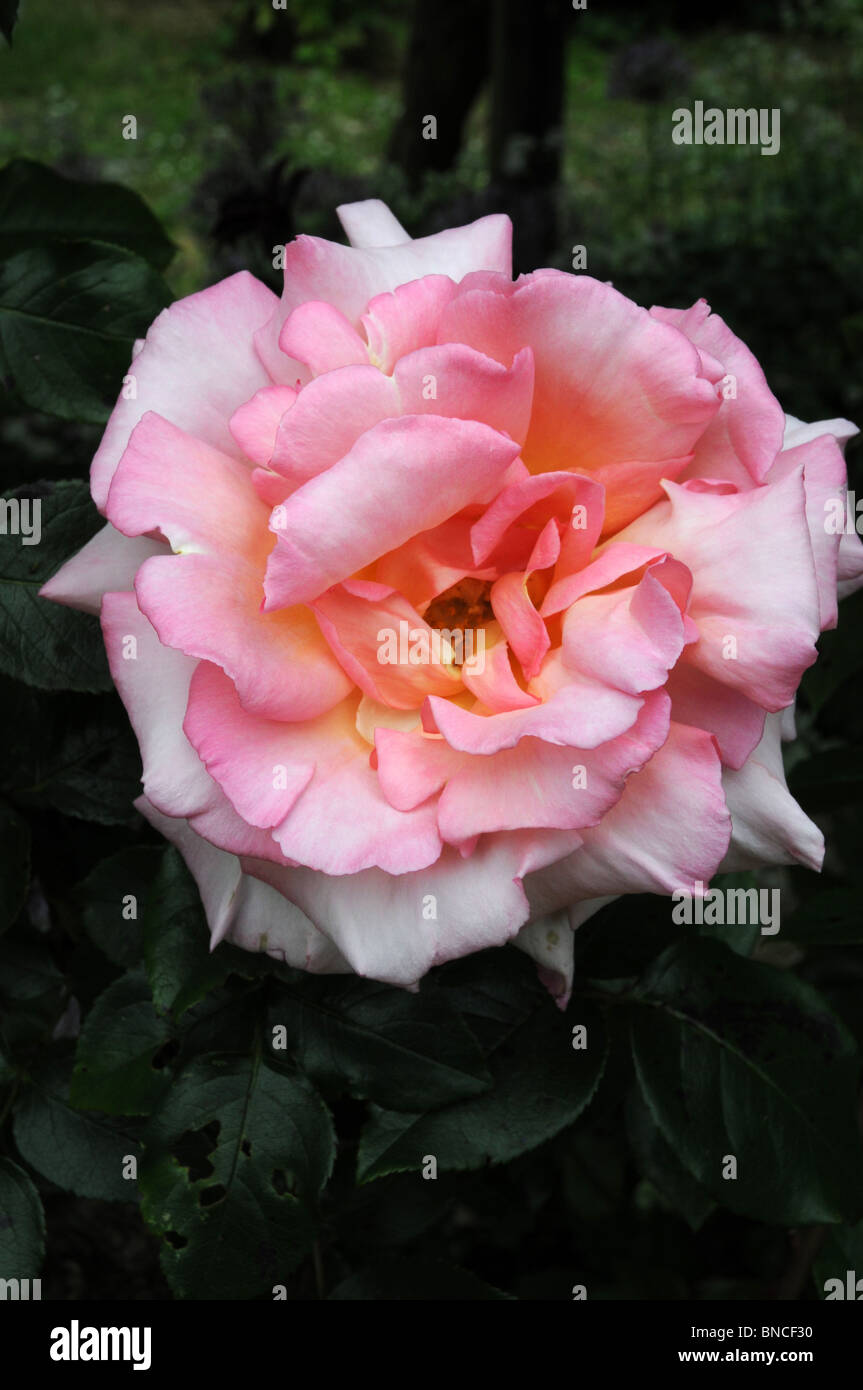 A pink coloured rose fully open-close up Stock Photo - Alamy