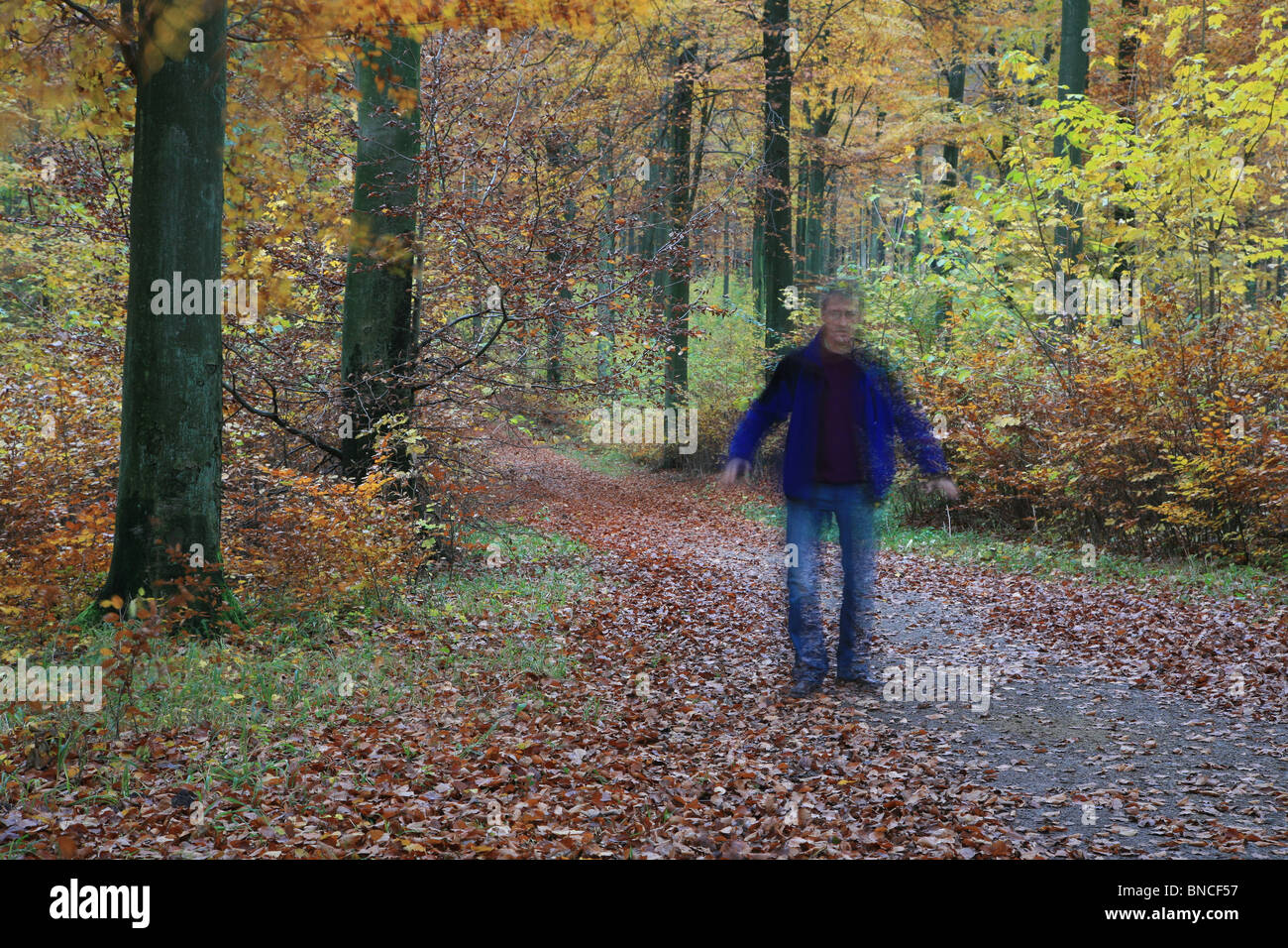 In a forest in fall in denmark Stock Photo - Alamy