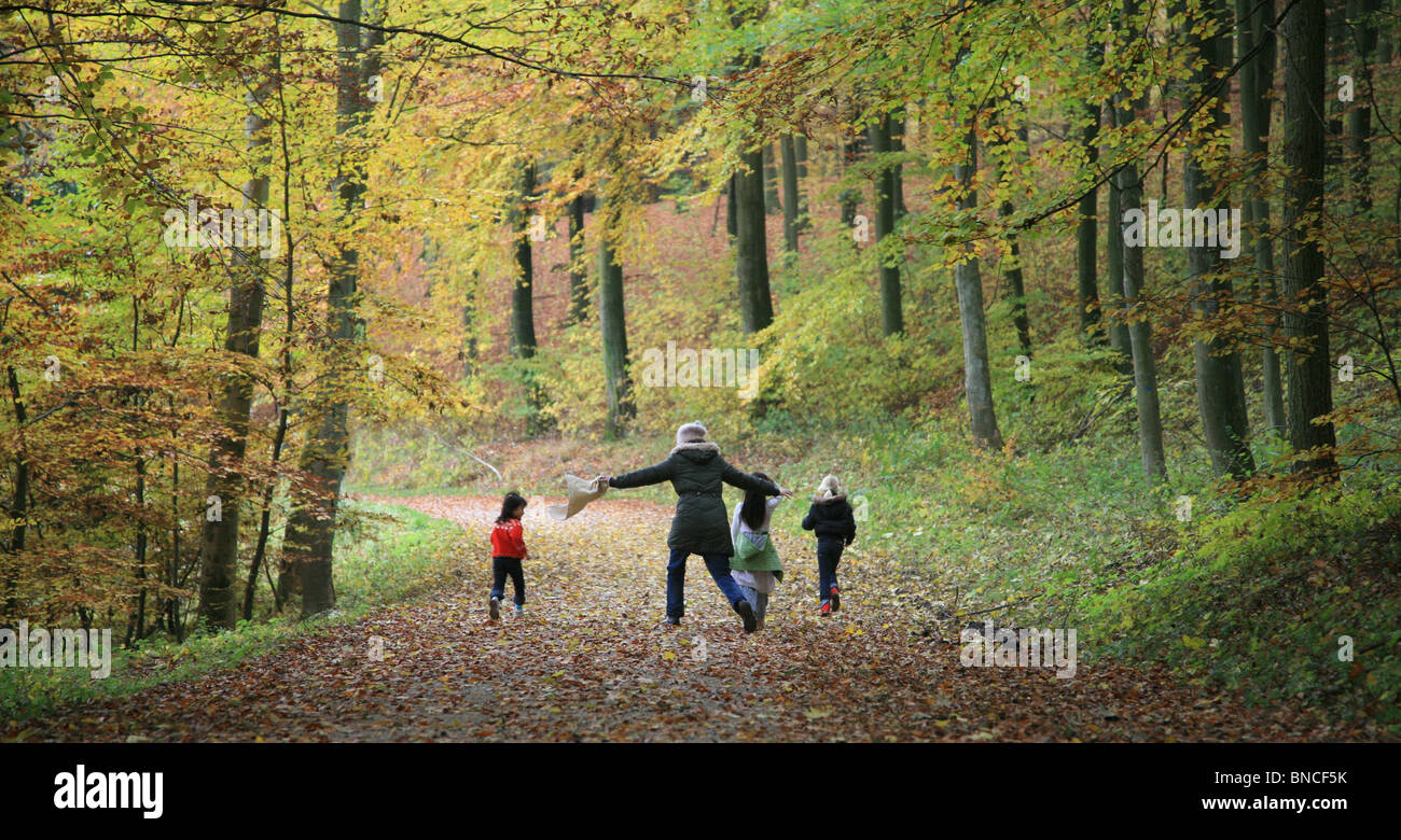 In a forest in fall in denmark Stock Photo - Alamy