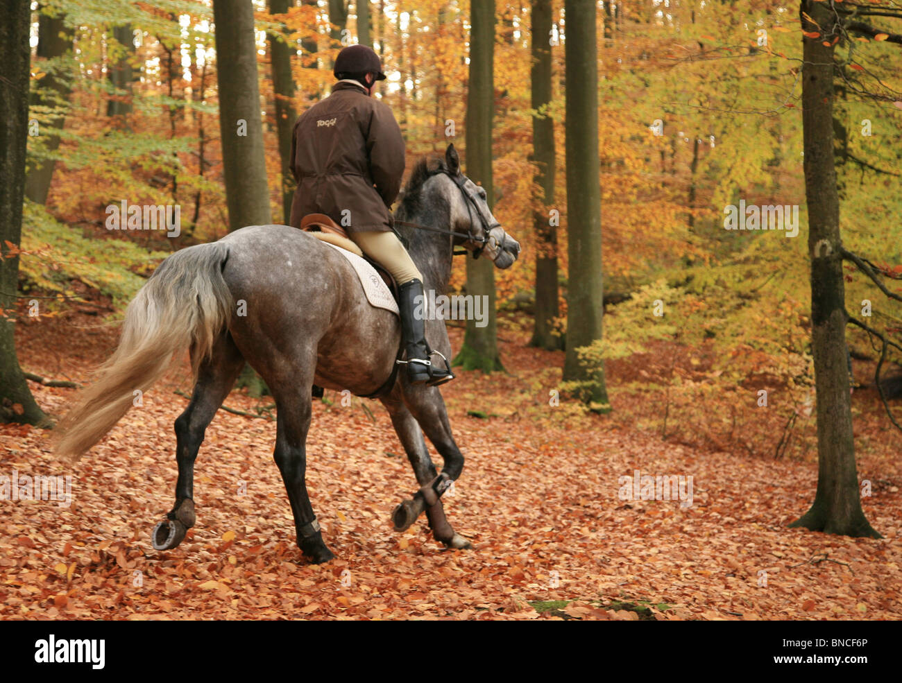 In a forest in fall in denmark Stock Photo - Alamy