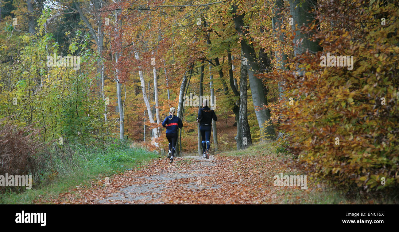 In a forest in fall in denmark Stock Photo - Alamy