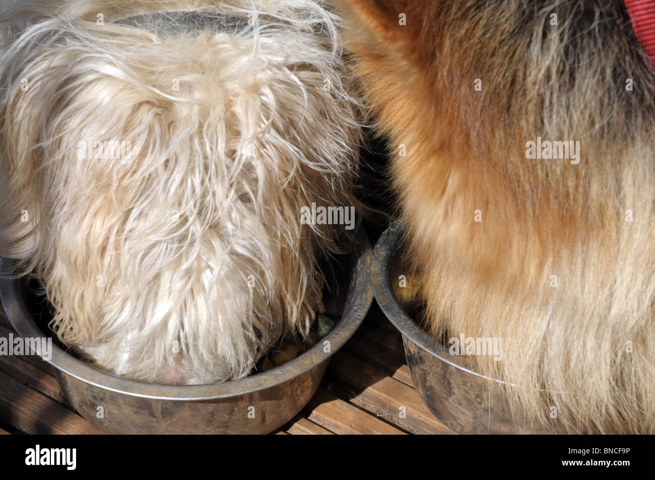 our two dogs eating their dinner- head shots Stock Photo - Alamy