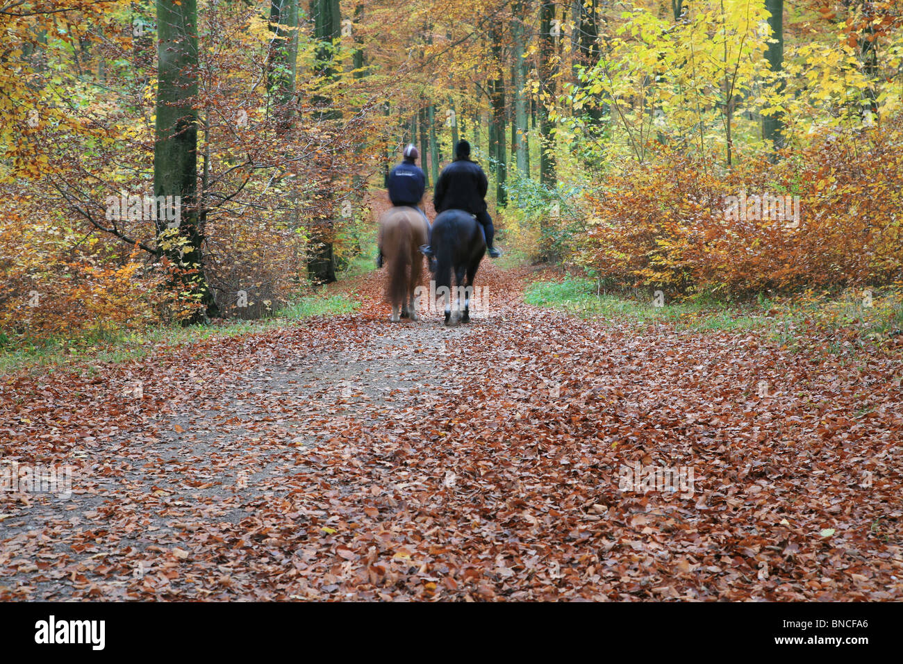 In a forest in fall in denmark Stock Photo - Alamy