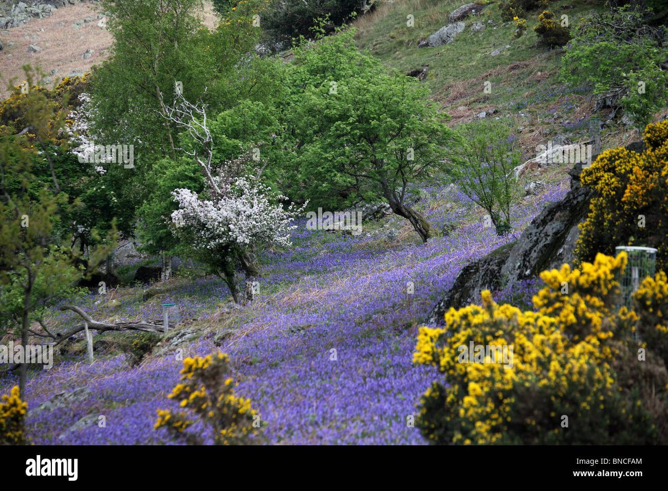 English bluebells on Spring hillside with blossom and gorse Stock Photo ...