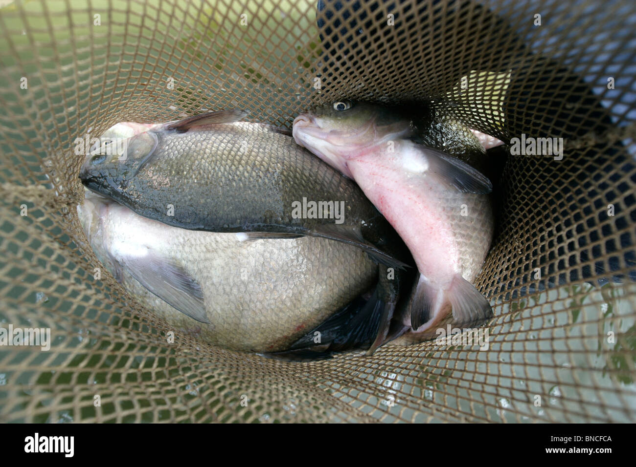 Smooth fish hi-res stock photography and images - Alamy