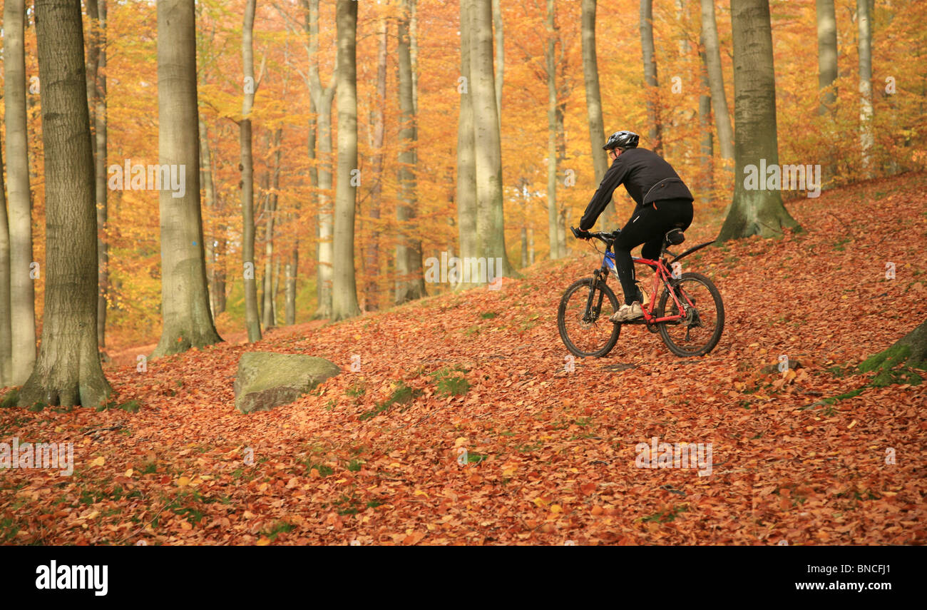 In a forest in fall in denmark Stock Photo - Alamy