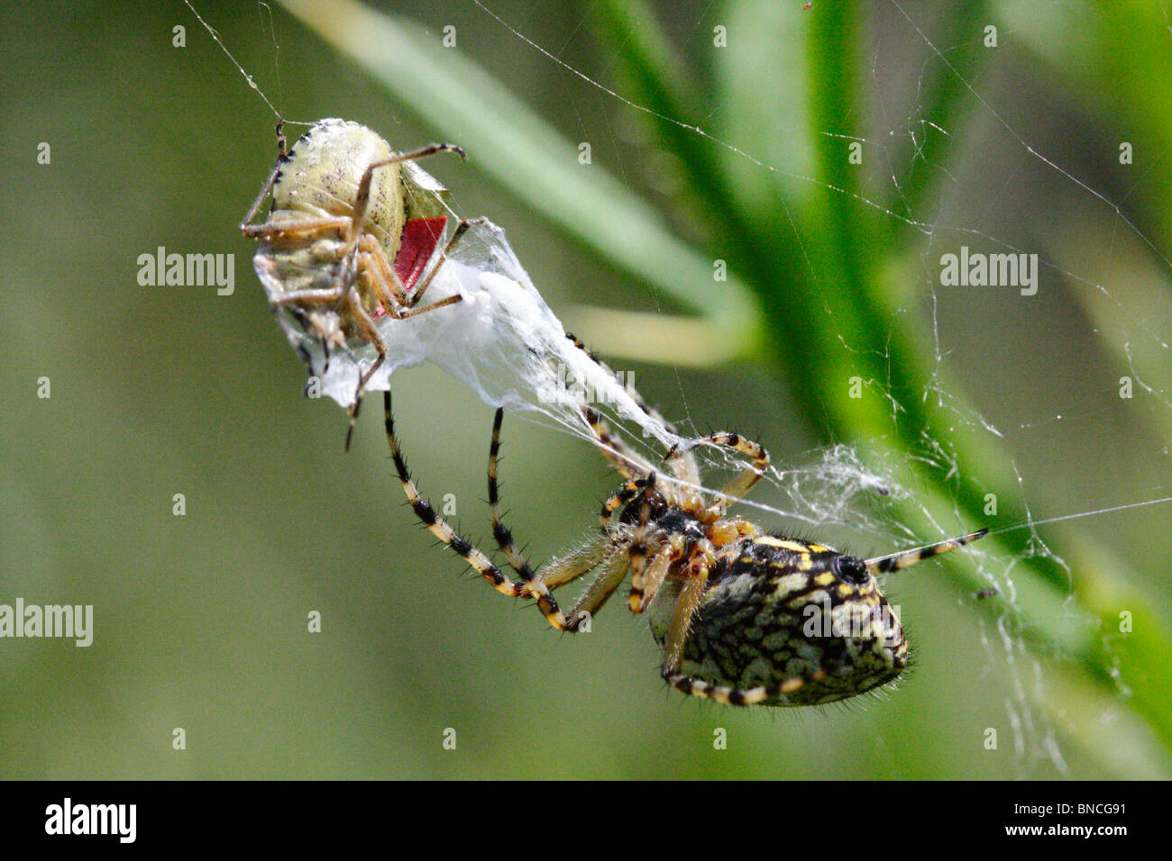 Large European Garden Spider, Araneus diadematus, in it's natural ...