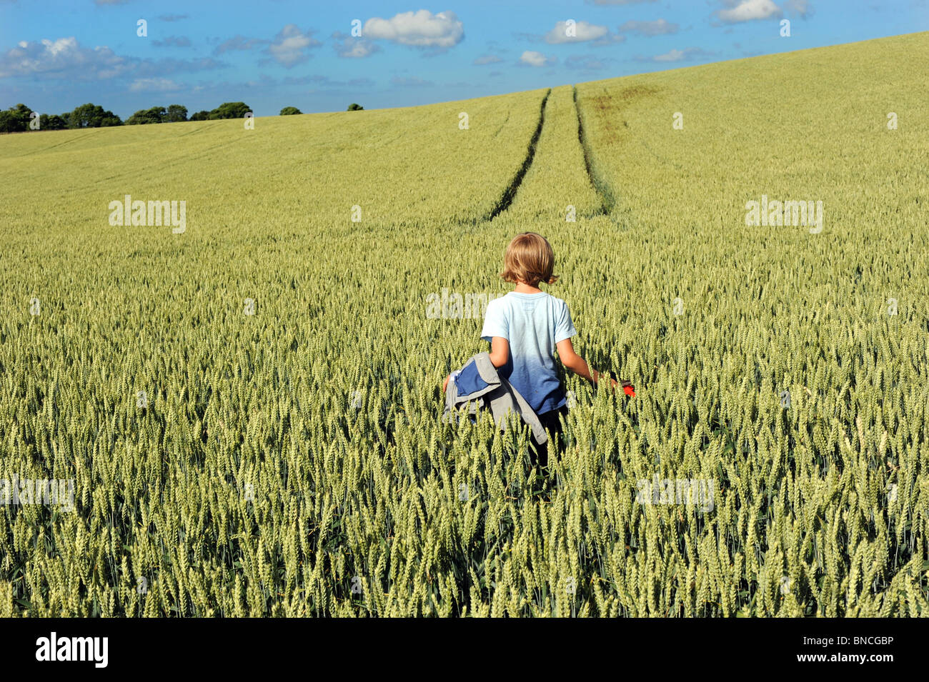A young boy runs through a field of corn Stock Photo - Alamy