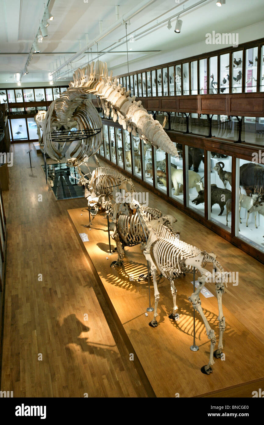 Natural history museum library hi-res stock photography and images - Alamy