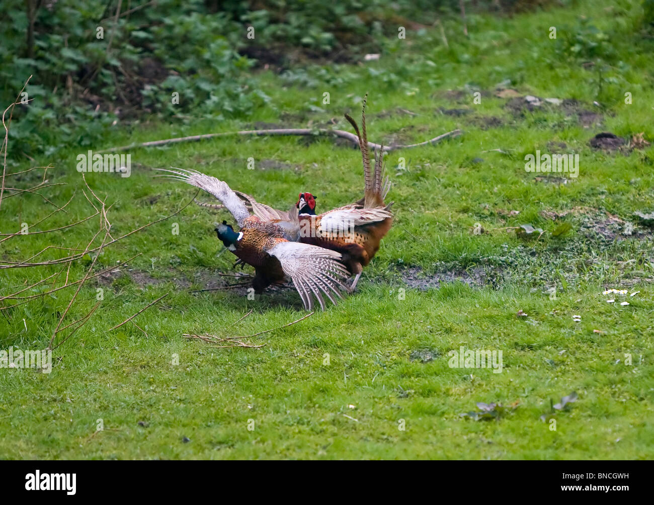 Female pheasants fighting hi-res stock photography and images - Alamy