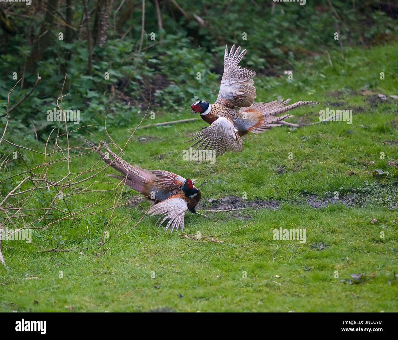 Male Pheasant Fighting High Resolution Stock Photography and Images - Alamy