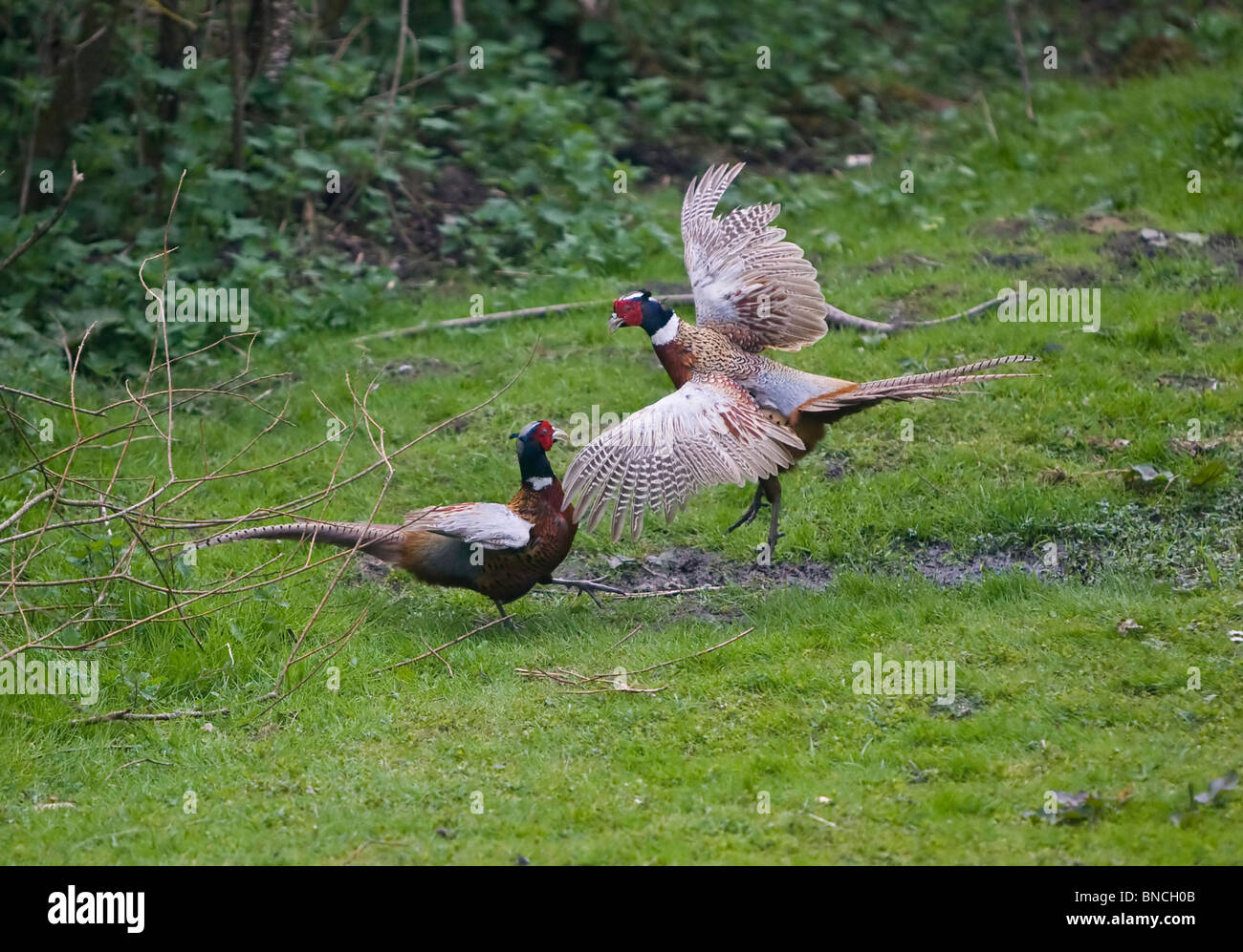 Female pheasants fighting hi-res stock photography and images - Alamy
