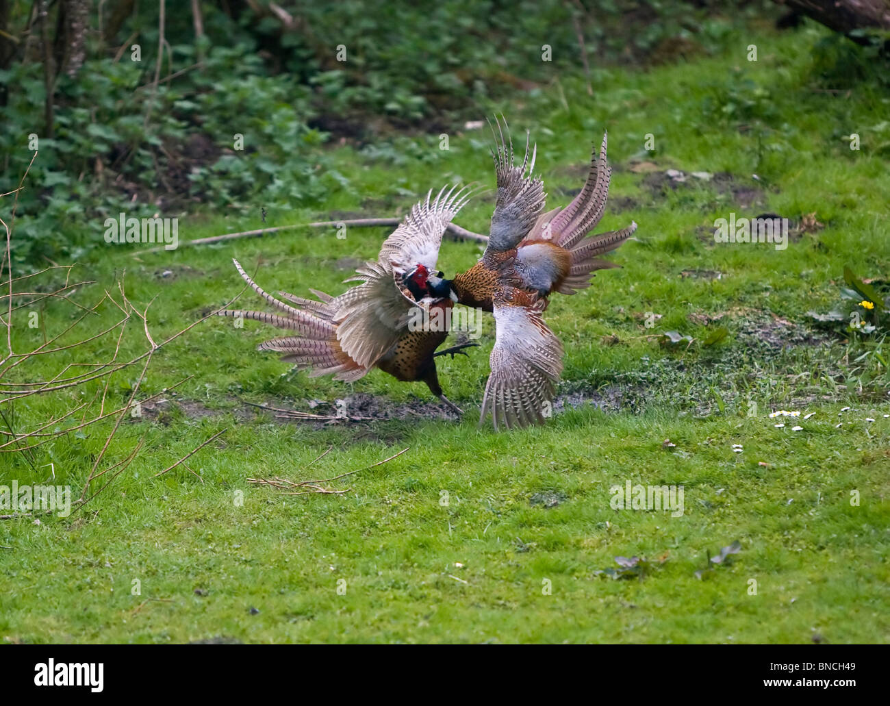 Male And Female Pheasants High Resolution Stock Photography and Images - Alamy