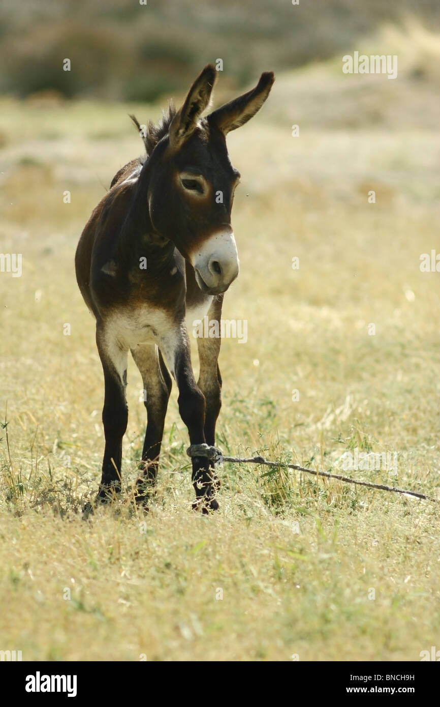 Tied donkey in Turkey Stock Photo - Alamy