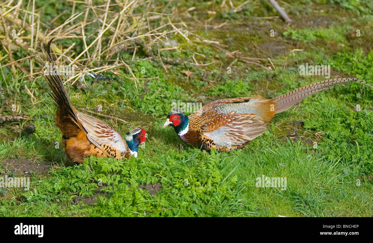 Fighting pheasants hi-res stock photography and images - Alamy