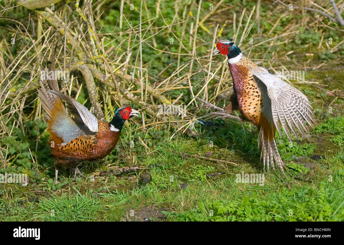 Male pheasant fighting hi-res stock photography and images - Alamy