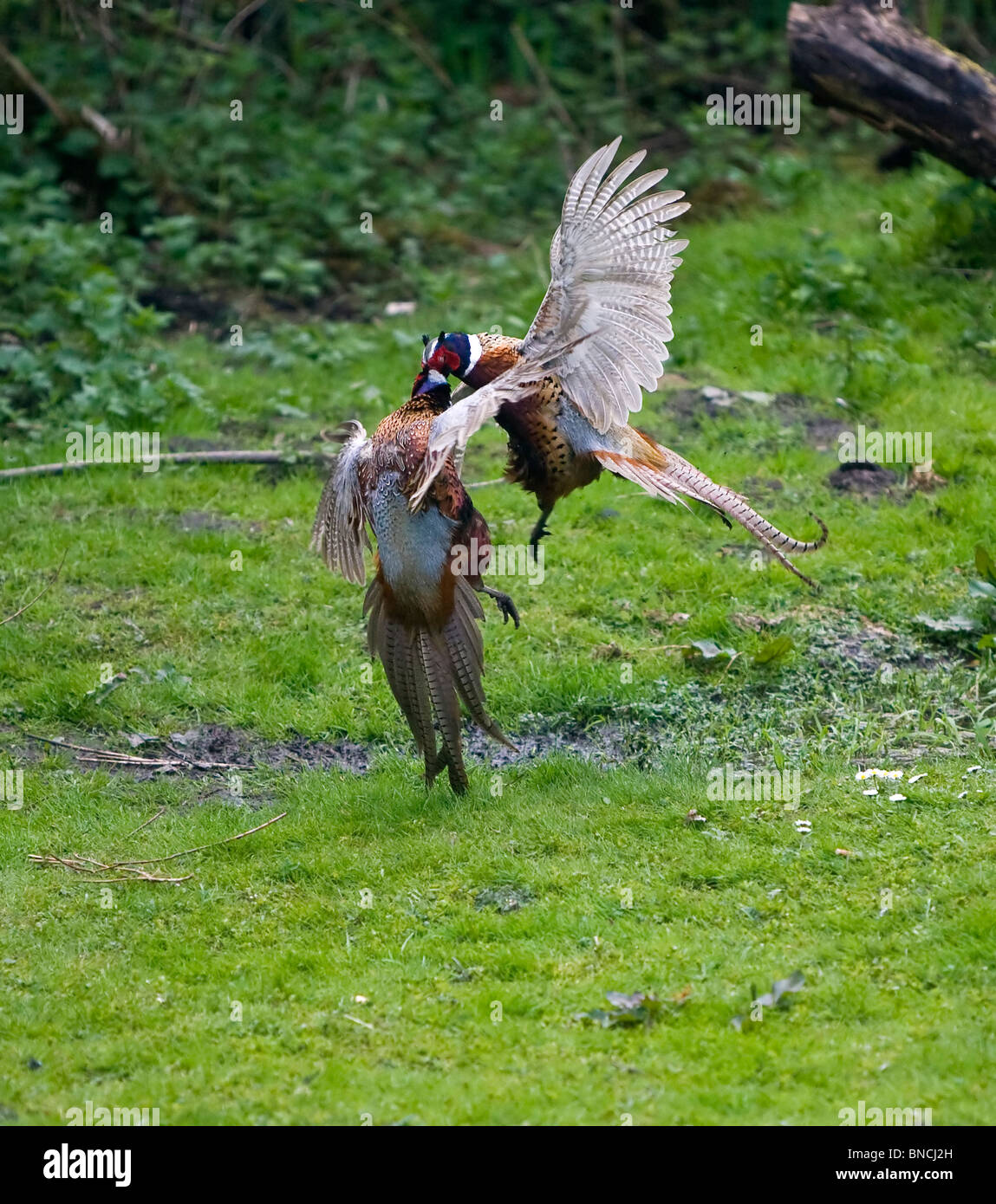 Pheasants Fighting High Resolution Stock Photography and Images - Alamy