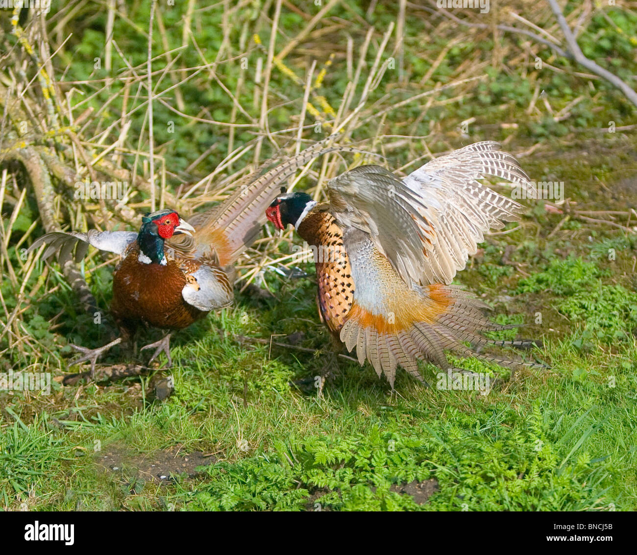 Male pheasant fighting hi-res stock photography and images - Alamy