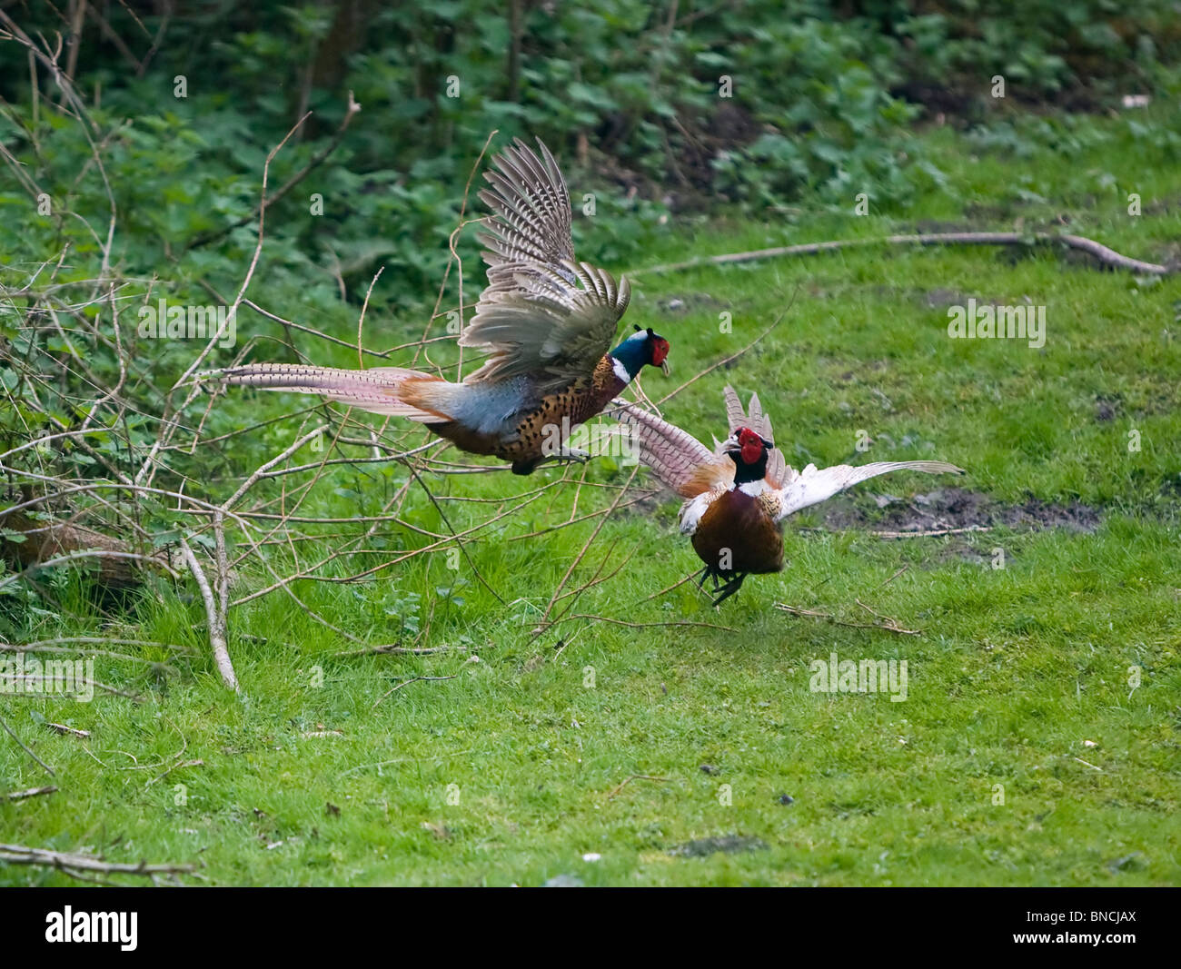 Female pheasants fighting hi-res stock photography and images - Alamy