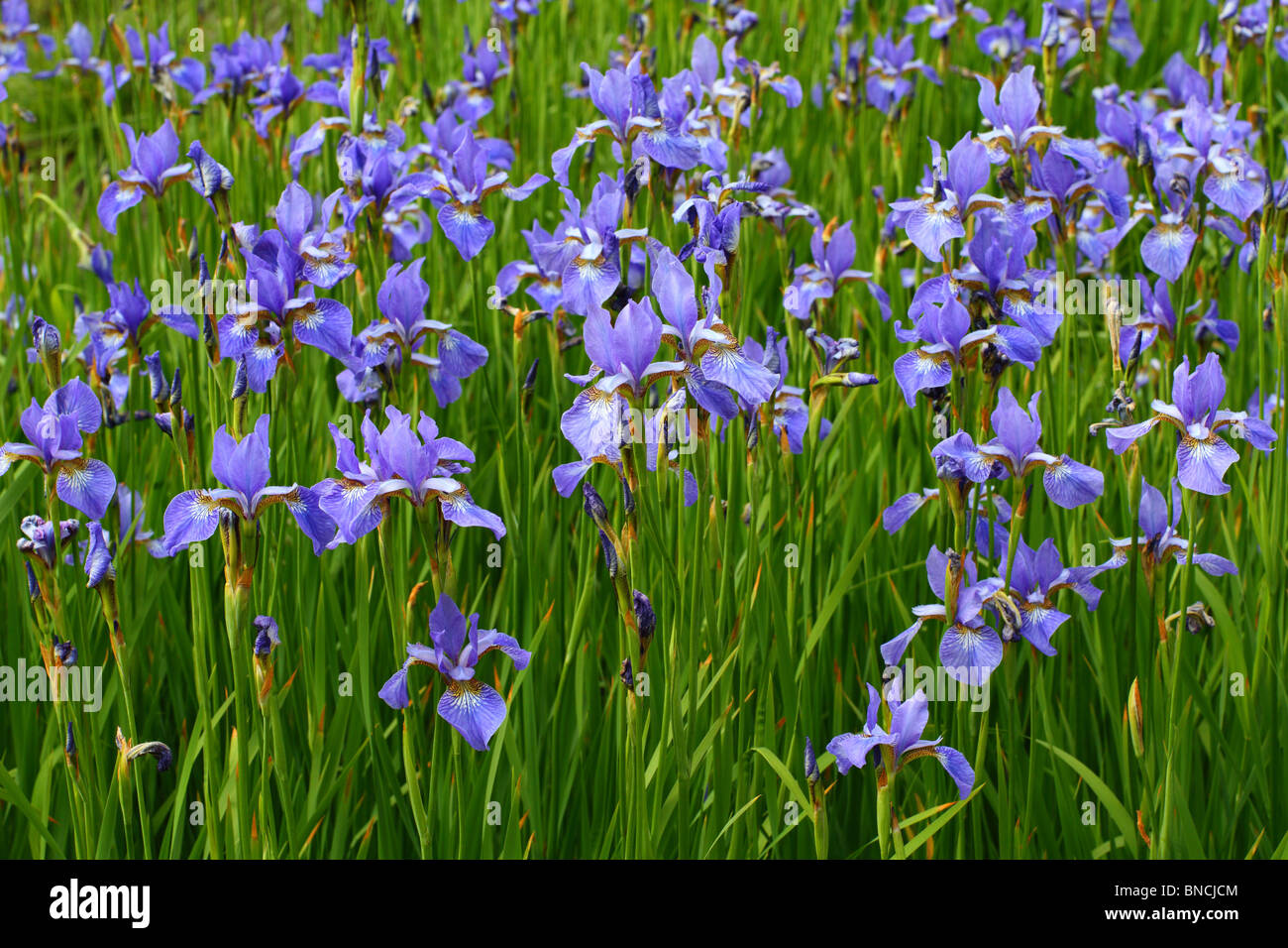 Siberian irises hi-res stock photography and images - Alamy