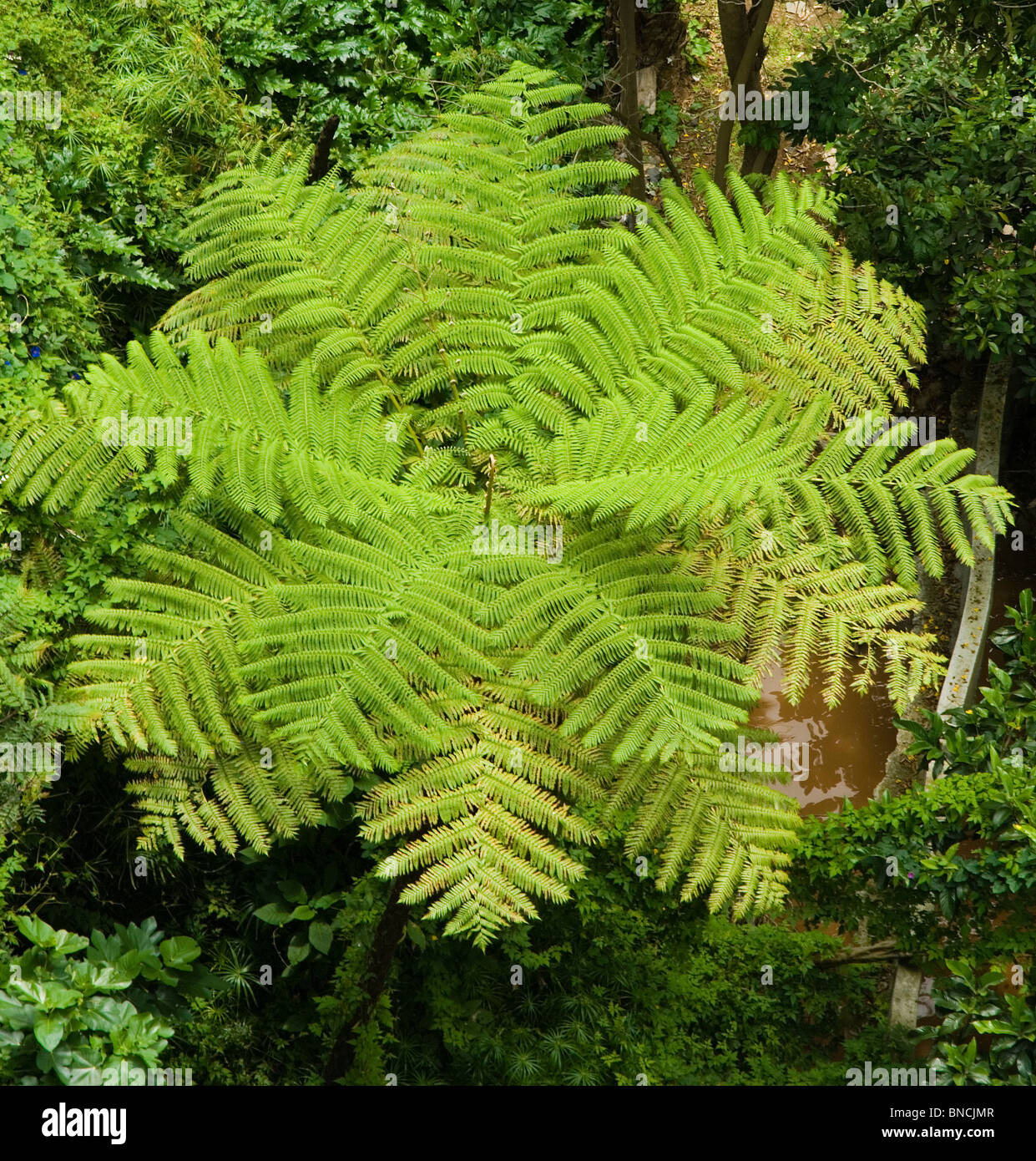 Top of tree fern hi-res stock photography and images - Alamy