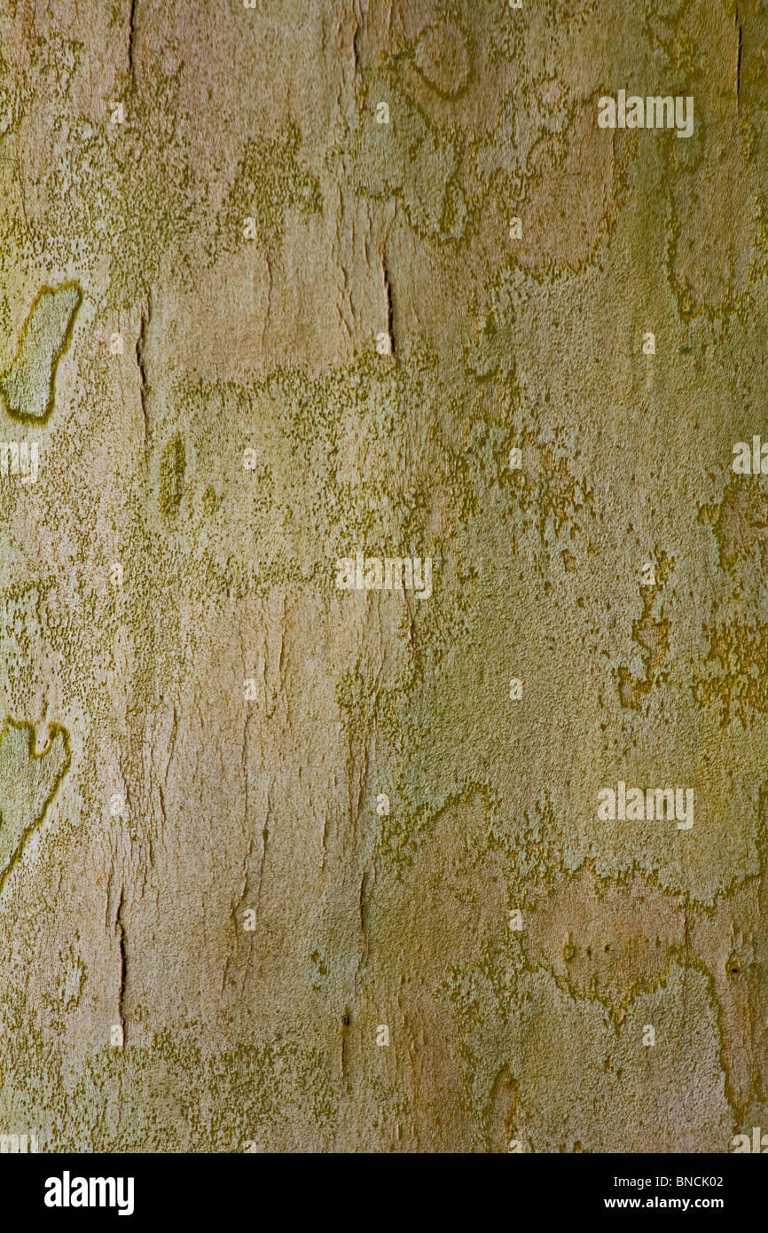 The cortex hi-res stock photography and images - Alamy