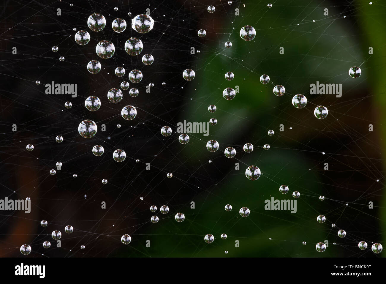 Spider web shapes hi-res stock photography and images - Alamy