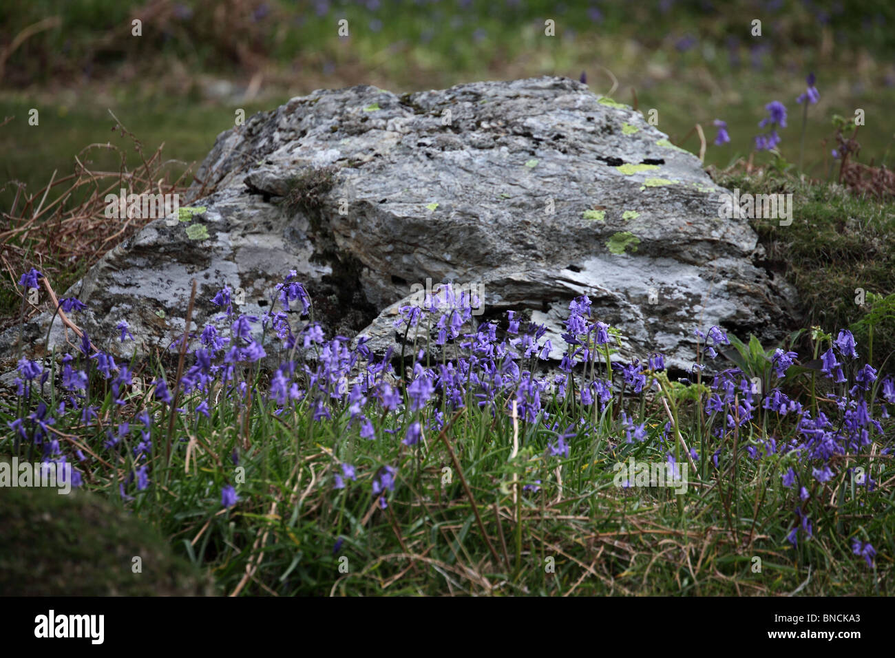 English bluebells and lakeland stone Stock Photo - Alamy
