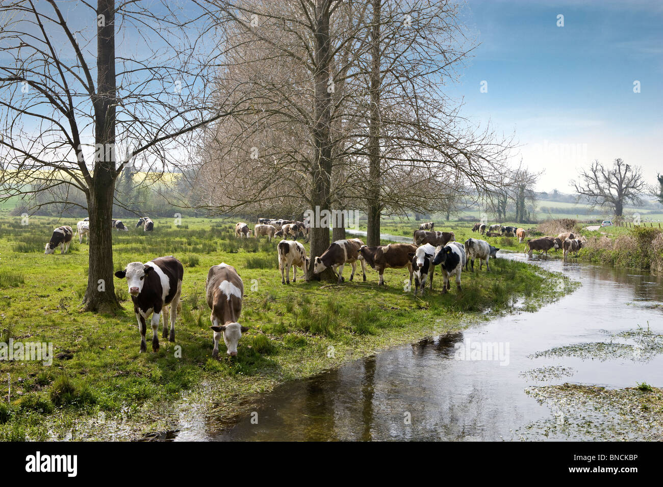Rural dorset hi-res stock photography and images - Alamy