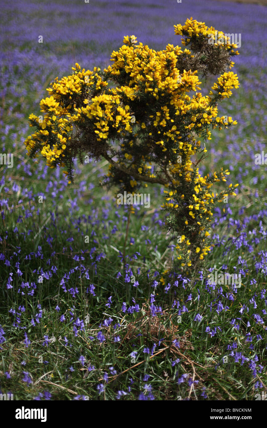 Yellow flowering gorse within field of English bluebells Stock Photo ...