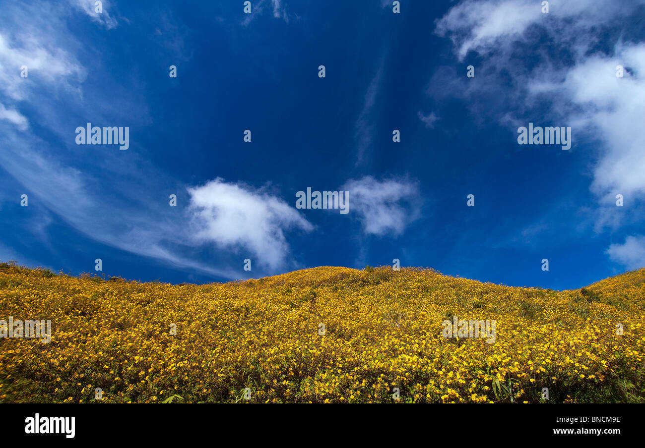 Sunflower Mountain, Mae Hong Son, Northern of Thailand Stock Photo - Alamy