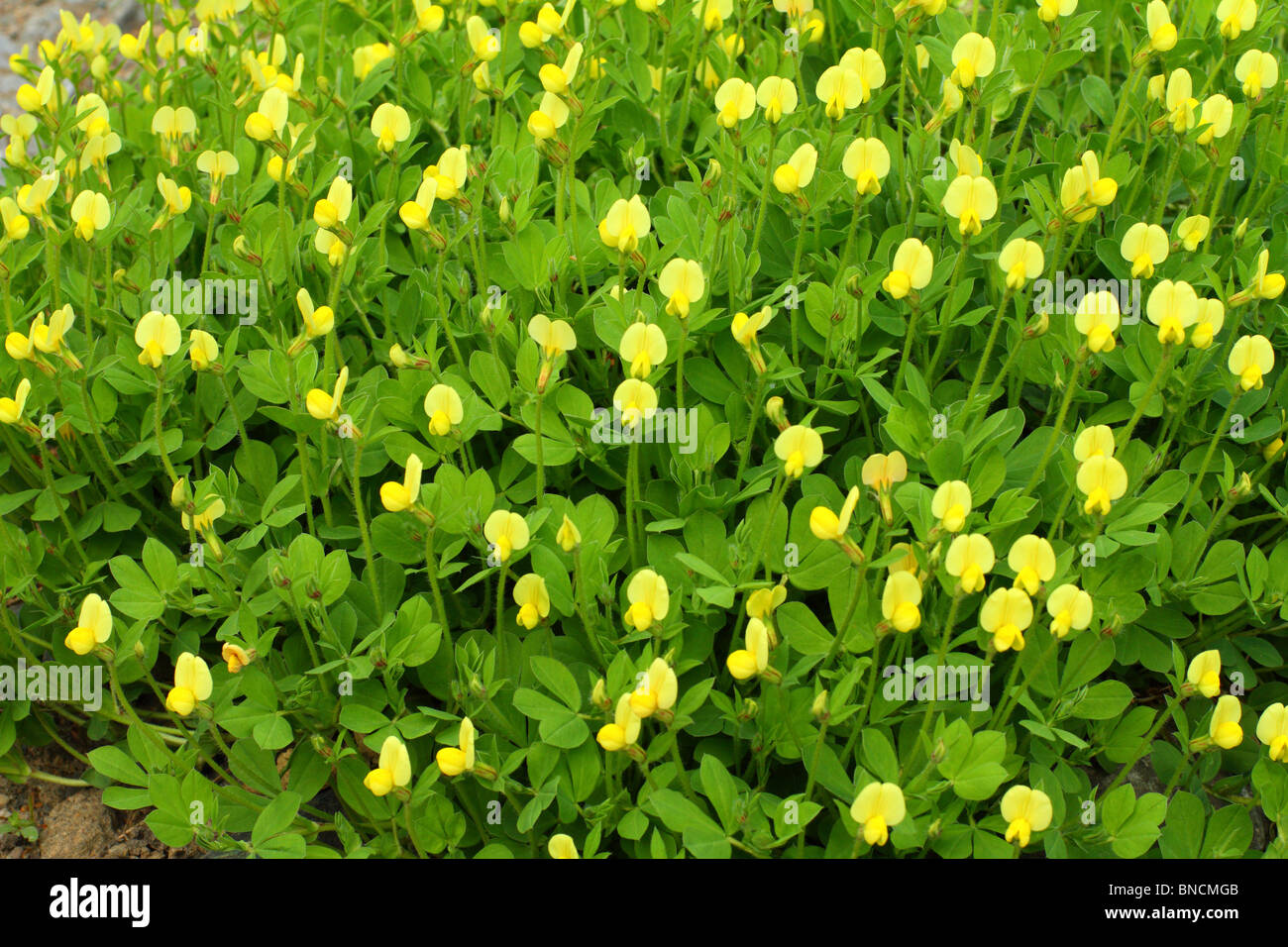 Dragon s teeth yellow flowers Tetragonolobus maritimus Stock Photo - Alamy