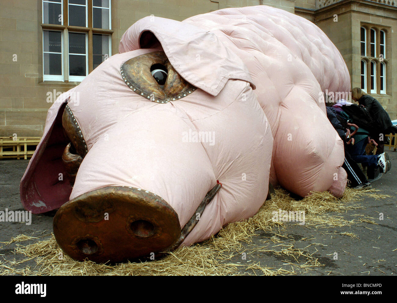 Theatre in a pig hi-res stock photography and images - Alamy