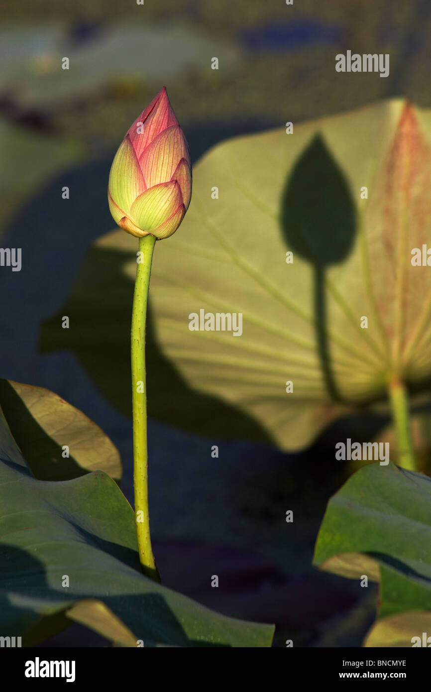 Unopened lotus bud hi-res stock photography and images - Alamy