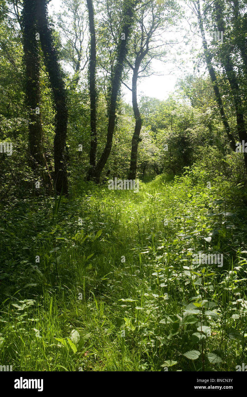 Deciduous woodland in the spring Stock Photo - Alamy
