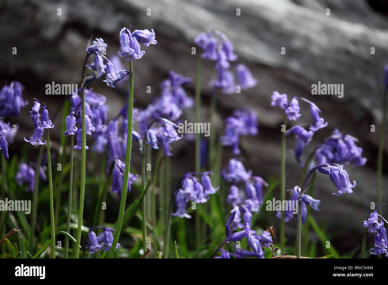Close-up and detail of English bluebells with rocky outcrop Stock Photo ...