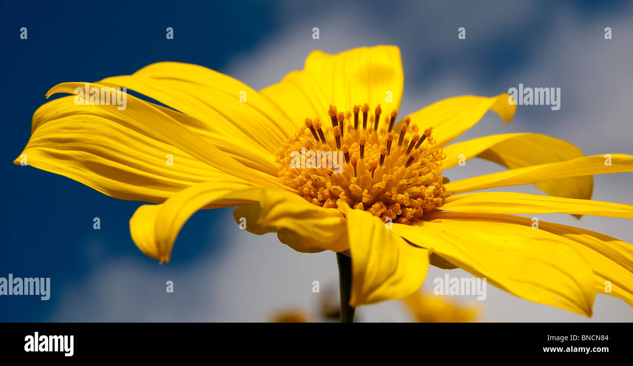 Sunflower Mountain, Mae Hong Son, Northern of Thailand Stock Photo - Alamy