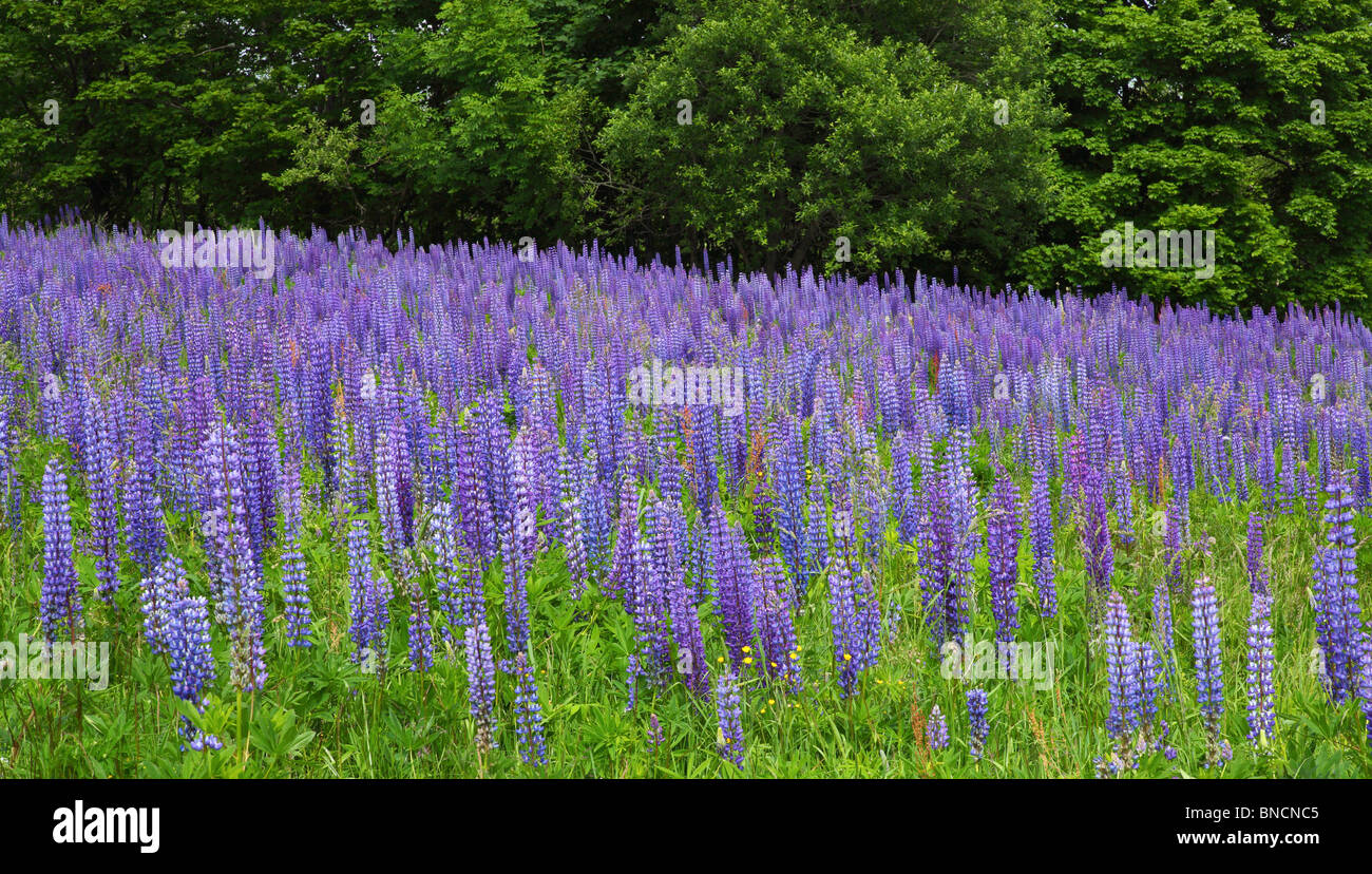 Wild blue lupins blooming in the meadow Lupinus Stock Photo - Alamy