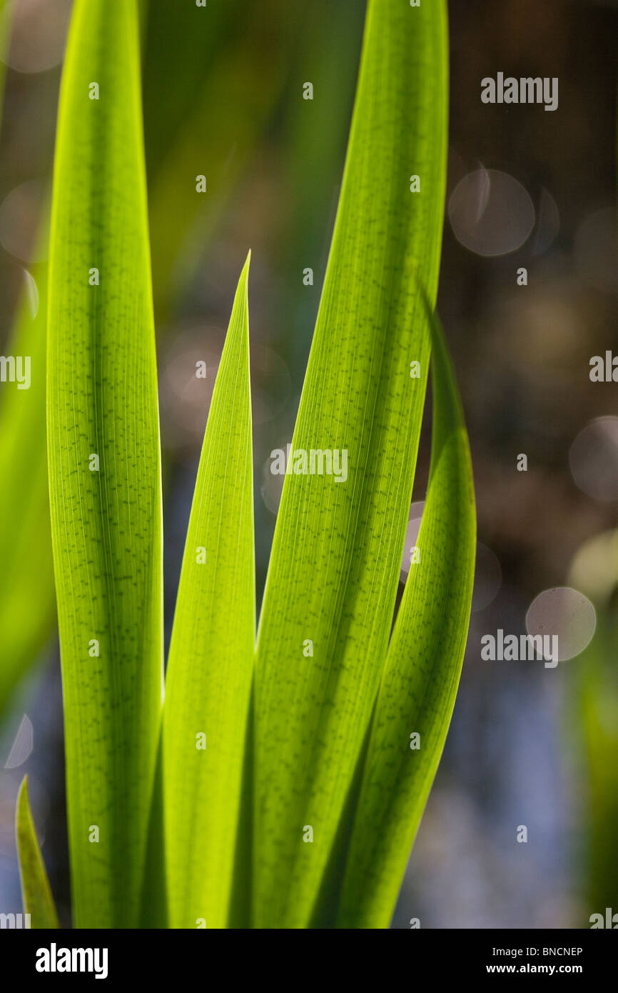 Bulrush flower hi-res stock photography and images - Alamy