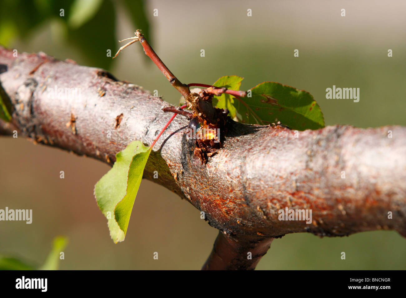 Resin Tree High Resolution Stock Photography and Images - Alamy