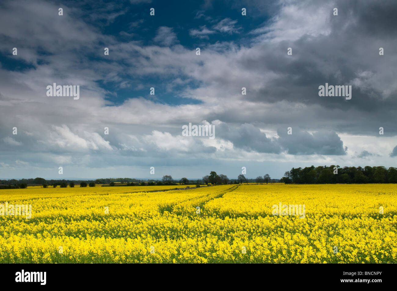 Rapeseed field, near Frampton Mansell, Gloucestershire, Cotswolds, UK ...
