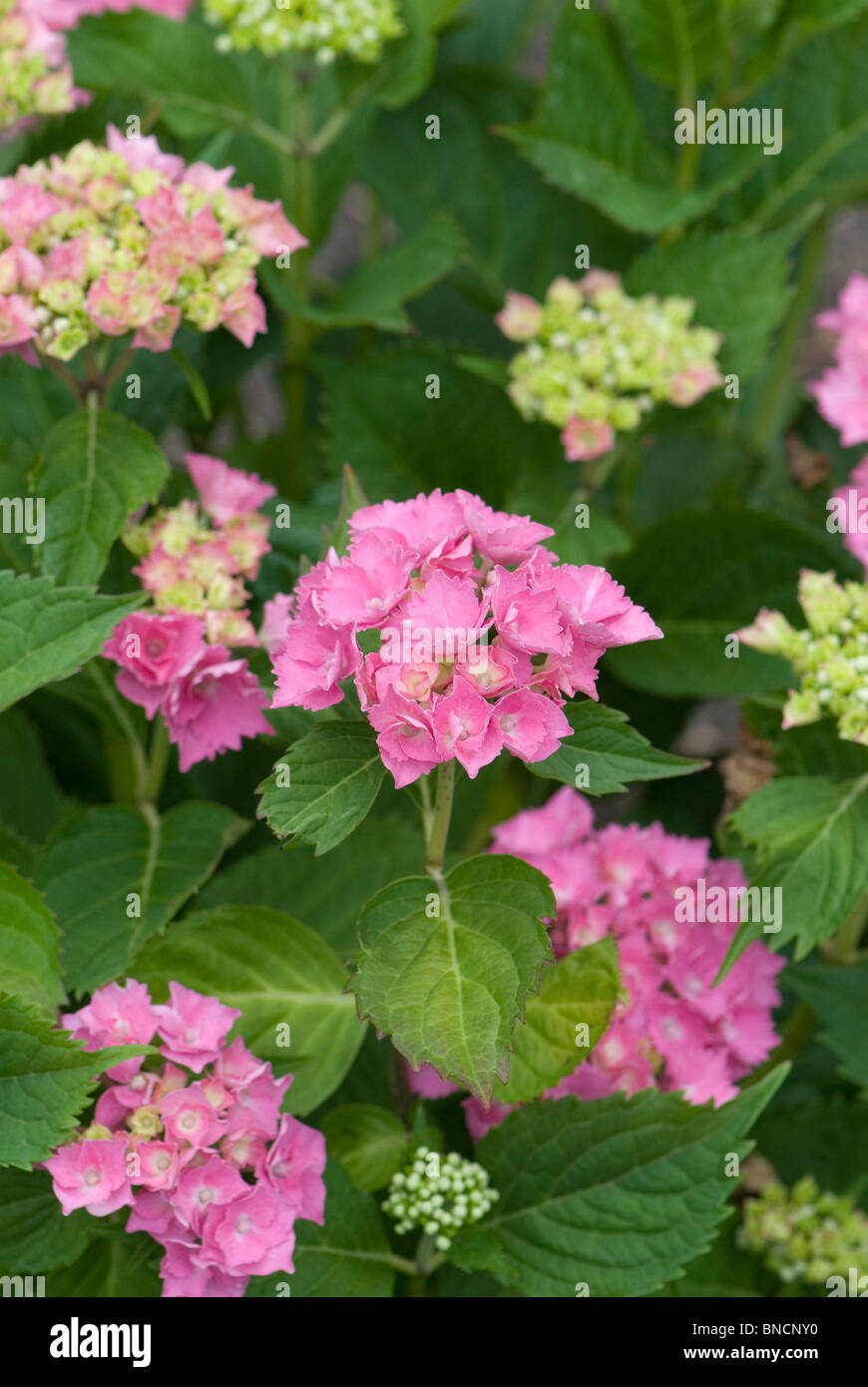 Hydrangea macrophylla 'Goliath' Stock Photo - Alamy