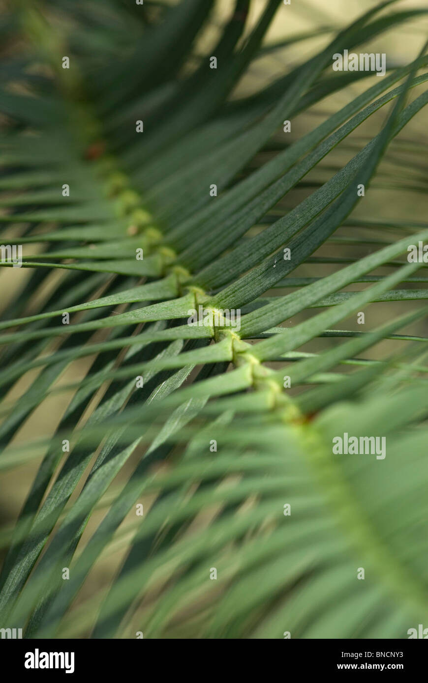 Wollemi pine hi-res stock photography and images - Alamy
