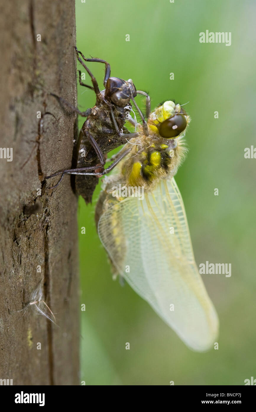 Hatching dragonfly hi-res stock photography and images - Alamy