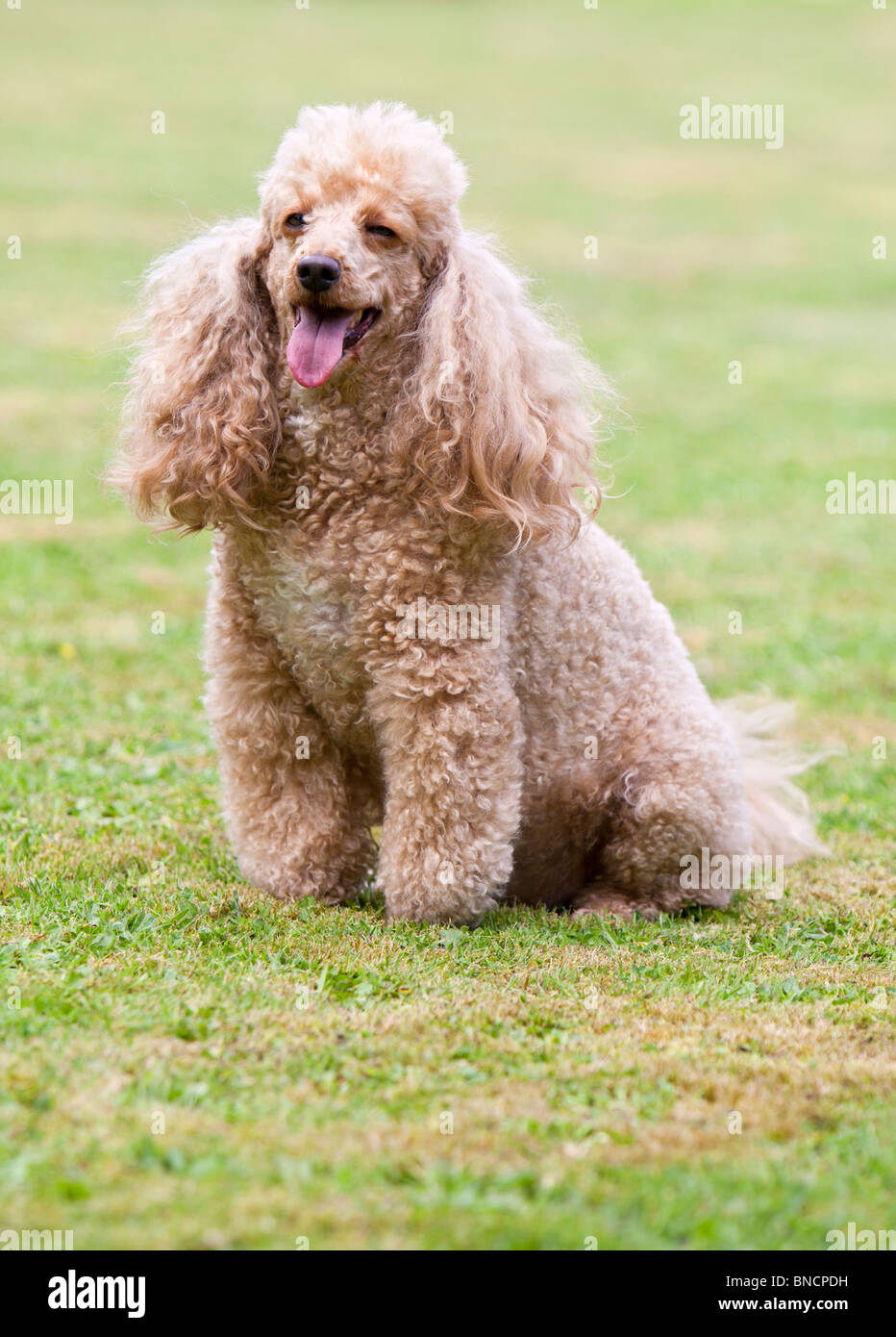 French Poodle in the Garden Stock Photo - Alamy