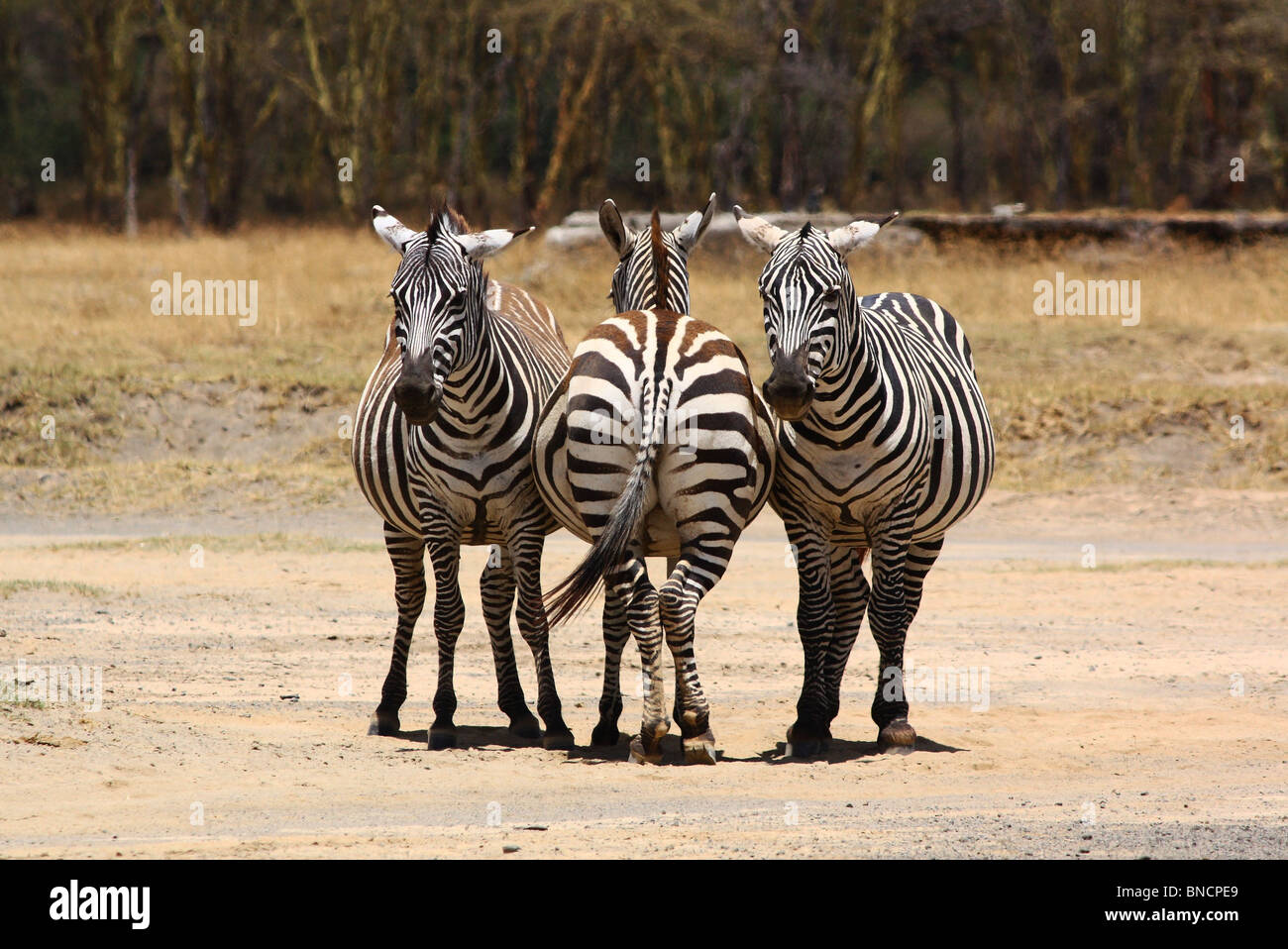 Zebra symmetry hi-res stock photography and images - Alamy