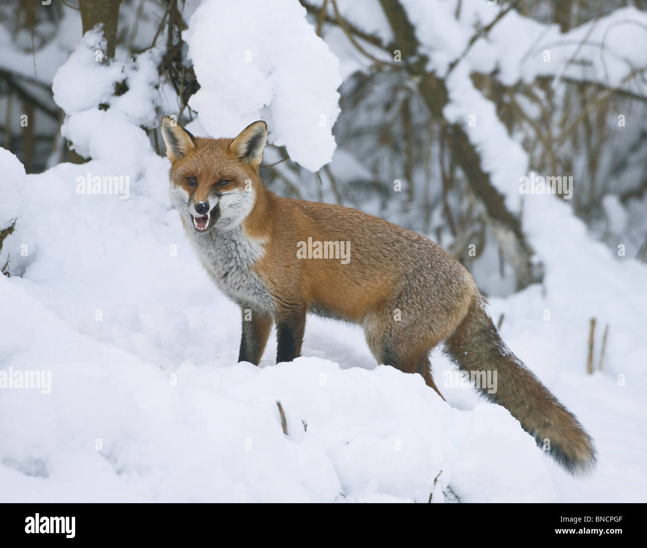 Snarling Red Fox Vulpes vulpes looking for food in snow during winter ...