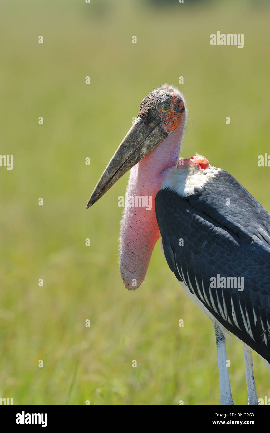 Marabou stork at maasai mara national reserve hi-res stock photography ...