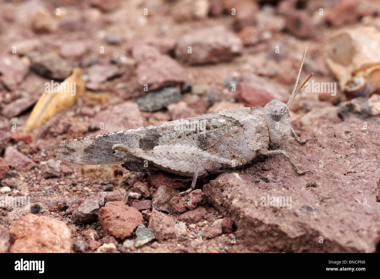 Blue Winged Grasshopper - Oedipoda caerulescens Stock Photo - Alamy