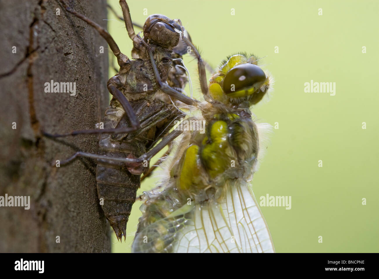 Hatching dragonfly hi-res stock photography and images - Alamy
